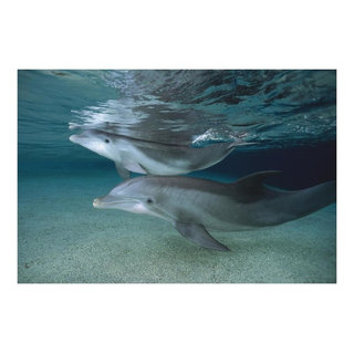 Bottlenose Dolphin Adult And Juvenile Swimming In Shallow Water, Hawaii ...