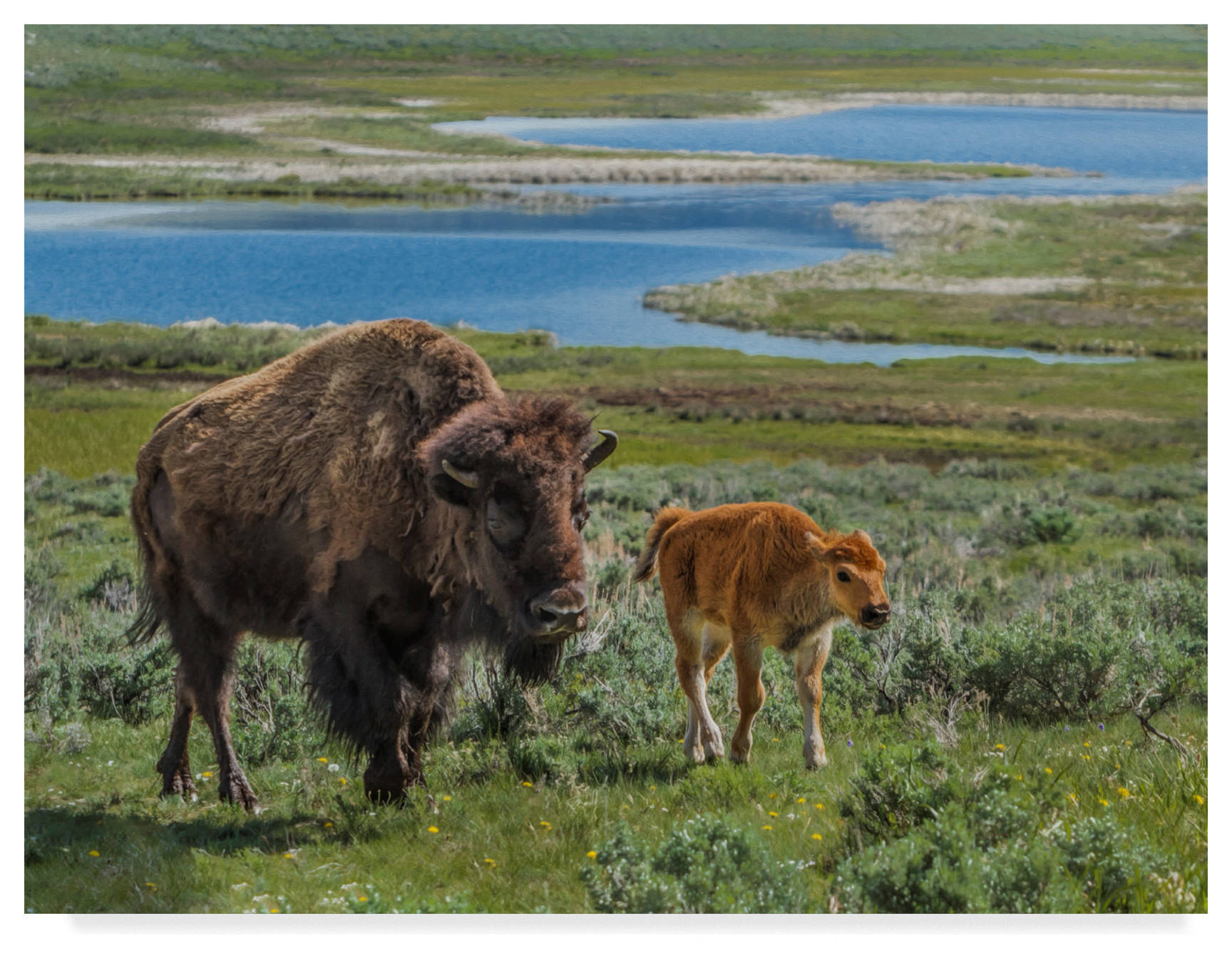 Galloimages Online 'Bison Cow And Calf 1' Canvas Art, 32"x24 ...