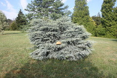 Horstmann dwarf blue atlas cedar