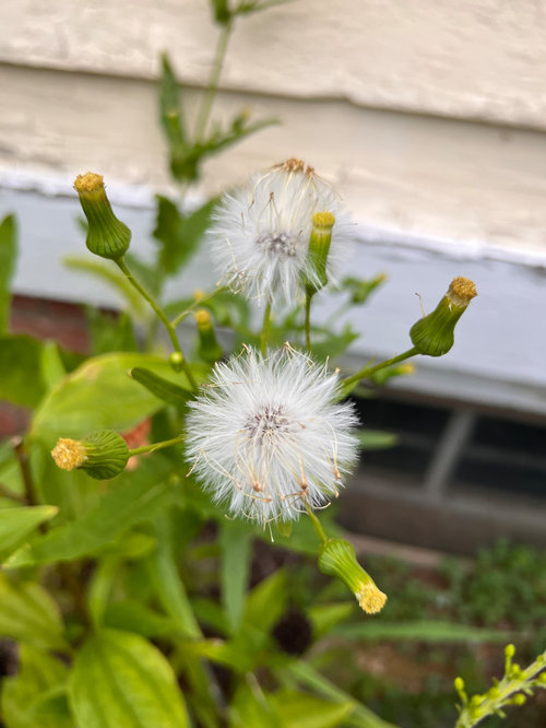 Please help identify this probable weed