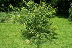 Small airy tree for backyard birdwatching