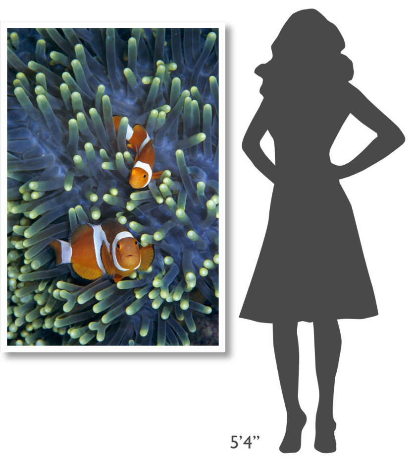 Clown Anemonefish Pair In Sea Anemone Tentacles-Paper Art, 32"x48 ...