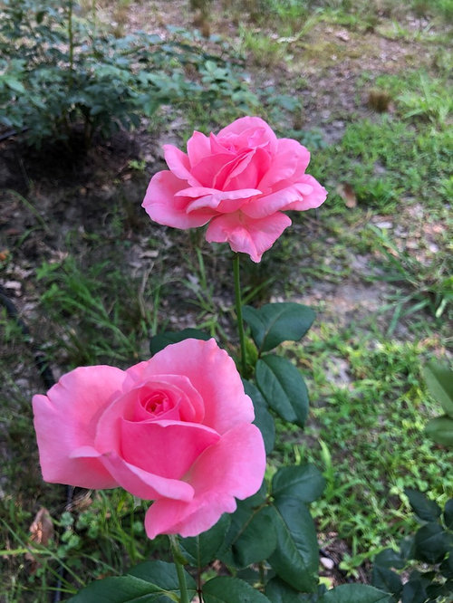 Are these bubblegum pink Paul Neyron roses?