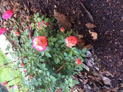 Rainbow Happy Trails | Houzz Forum