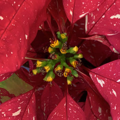 MONSON LANDSCAPE DESIGN - Project Photos & Reviews - Athens, GA US | Houzz