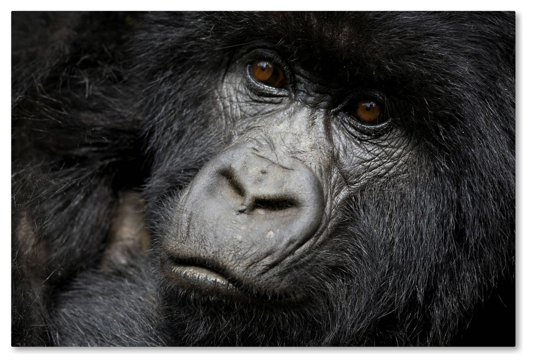 "Gorillas" by Robert Harding Picture Library, Canvas Art, 22"x32 ...