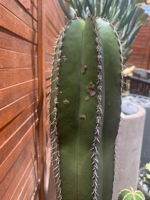 Please help me Identify Cactus Pests?