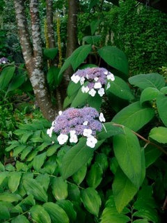 new hydrangea - Golden Crane | Houzz Forum