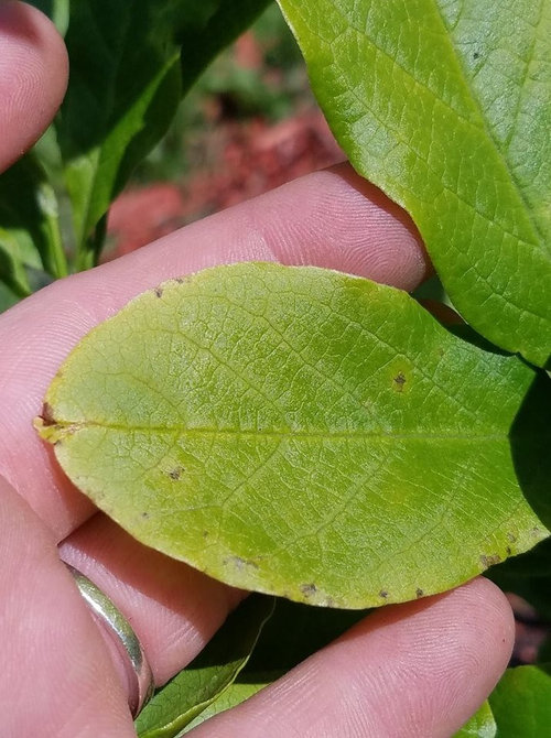 Possible fungal disease on Magnolia?