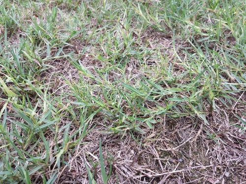 Bermuda disease / bare spots?