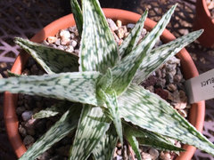 Small Aloe Species