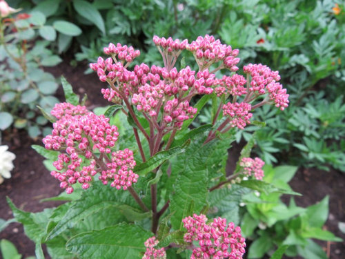 Eupatorium purpureum Euphoria 'Ruby'