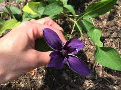 2019 Clem flower show