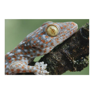 "Tokay Gecko showing vertical pupil, Uthai Thani, Thailand" Paper Art ...