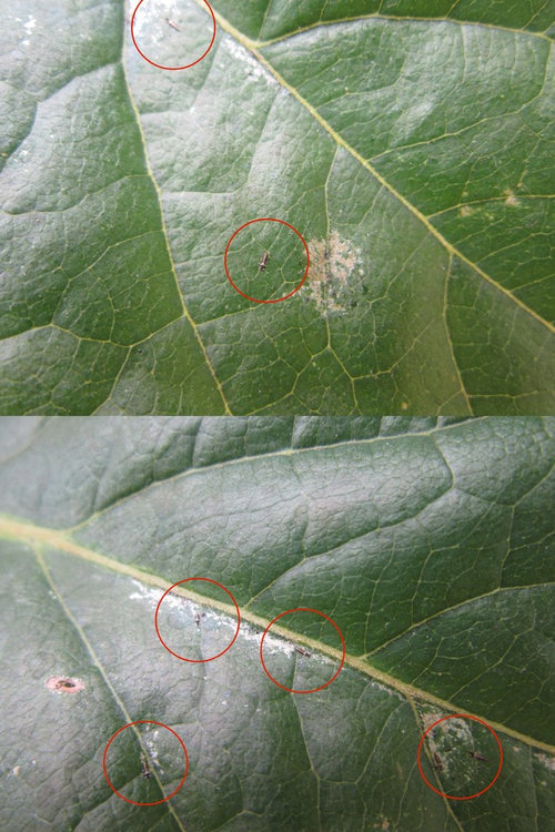 Persimmon trees infested with pests