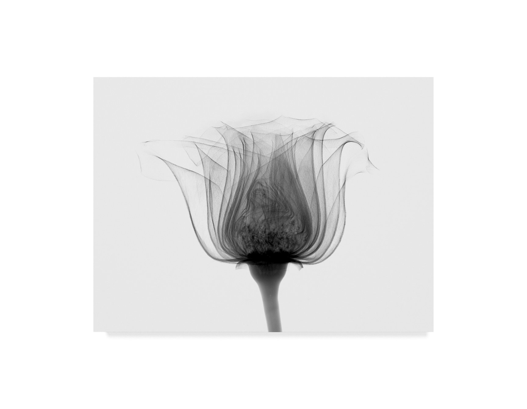 Bert Myers 'Rose Noma X Ray' Canvas Art, 24"x32" - Contemporary ...