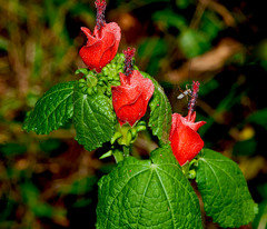 Turk's Cap Hibiscus - how to prune for better shape?