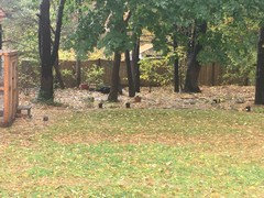 Neighbors gross fence, my weird landscaping aesthetic