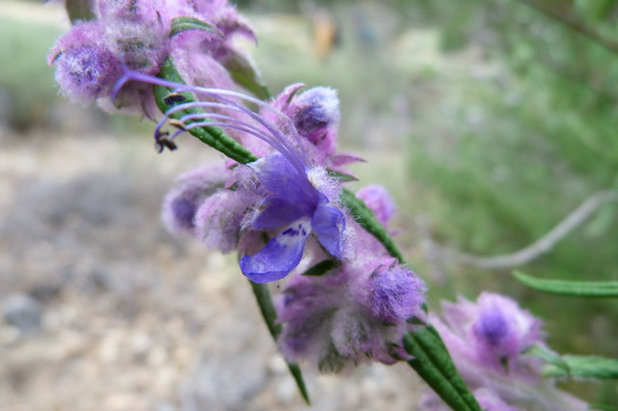 California Gardeners: Add Woolly Bluecurls to Your Fall Planting List