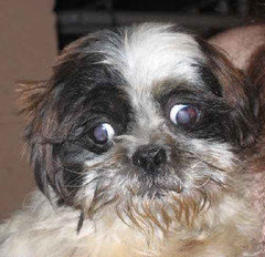 Lei Tzu is Blind Today