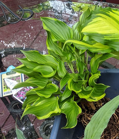 Hosta K 2019 .....