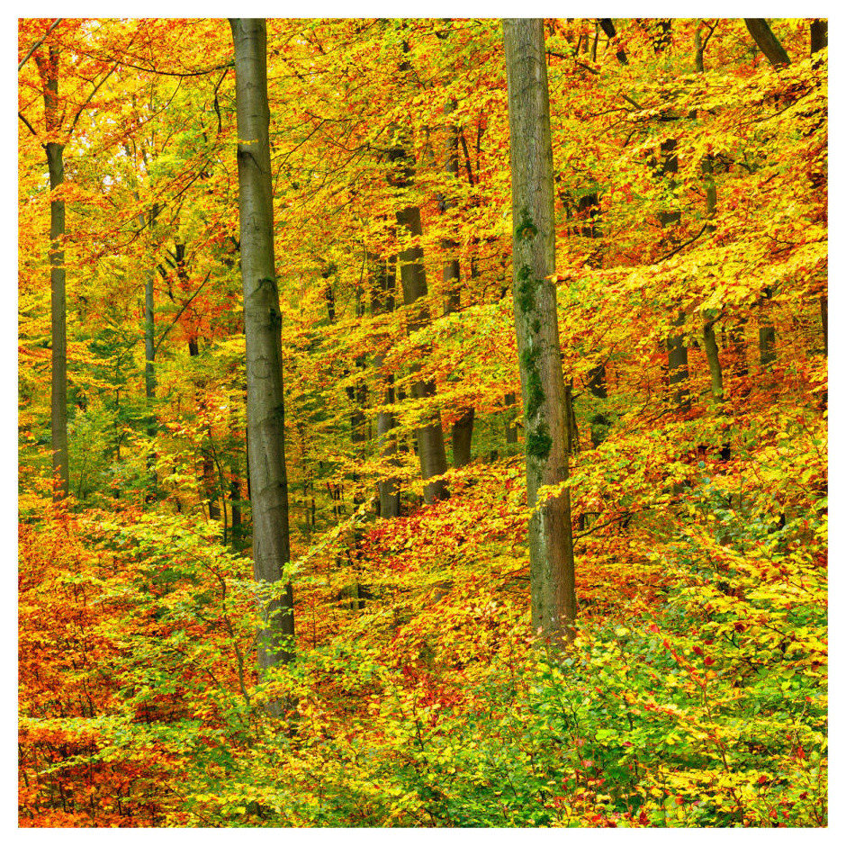 "Triptych-Beech Forest in Autumn, Kassel, Germany-Right Panel" Wall Art ...