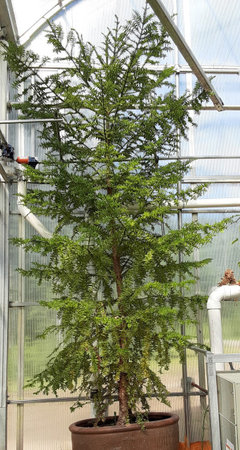 what ancient trees might have looked like | Houzz Forum