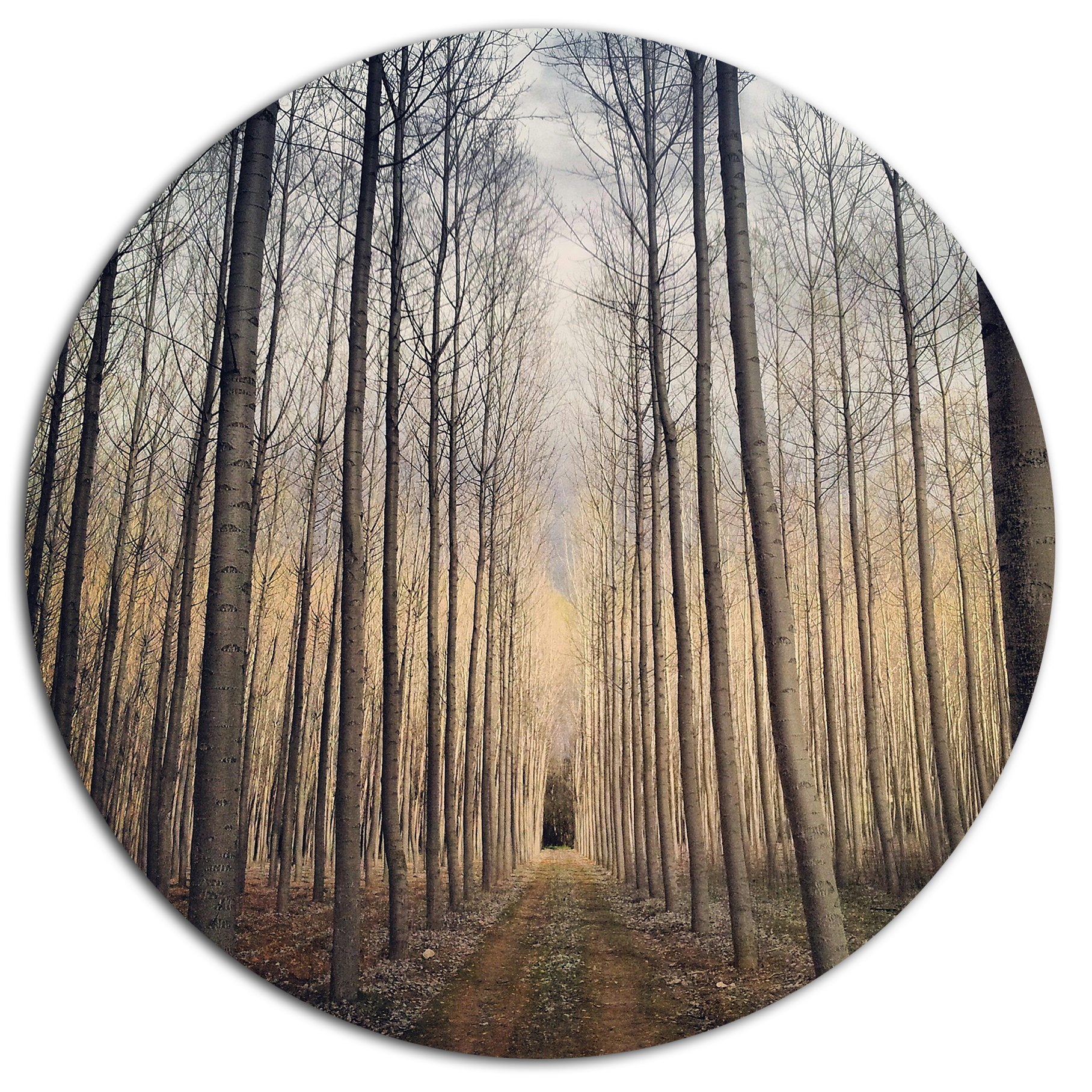 Thick Forest Of Poplars At Sunset, Forest Disc Metal Wall Art, Disc of ...