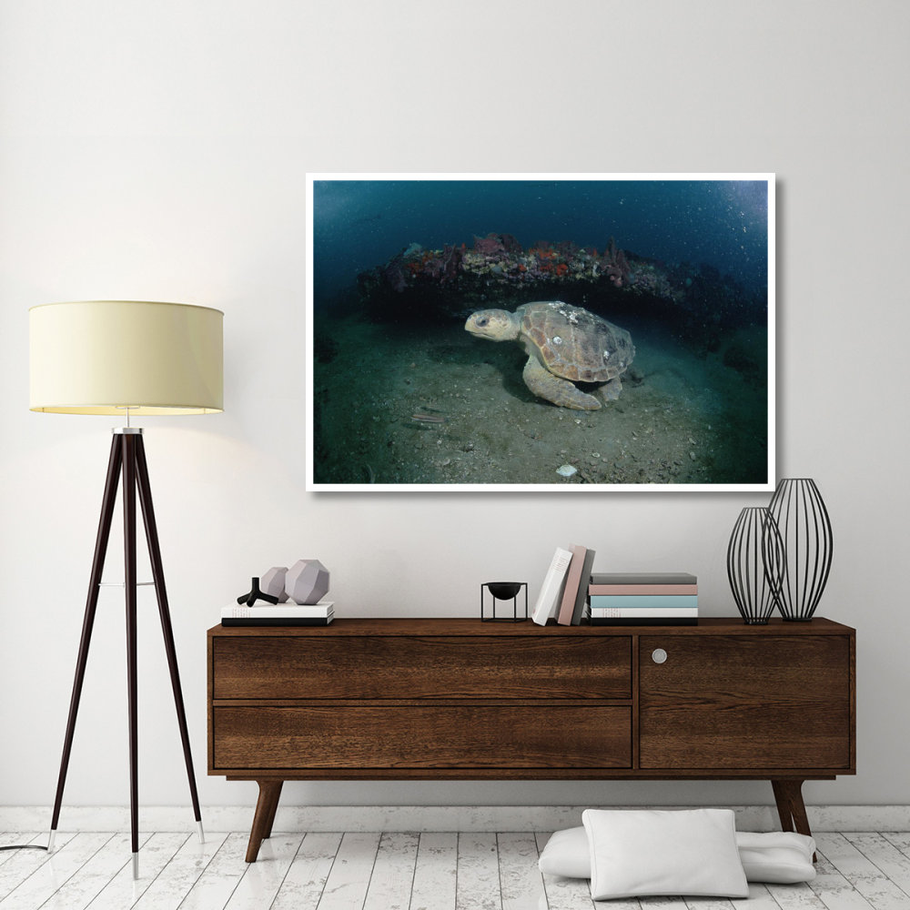Loggerhead Sea Turtle On Coral Reef, Grey'S Reef Nms, Georgia-Paper Art ...