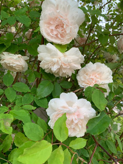 What color is MAC rose in southern CA?