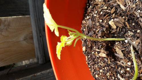 Squash Blooms Dying After Opening, No Fruit