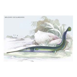 Belone Guianensis, 12" x 18" - Prints And Posters - by Buyenlarge Inc ...