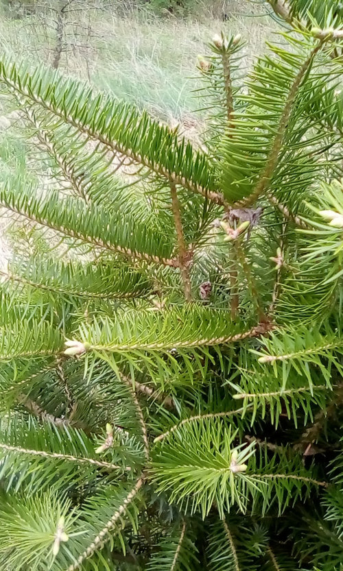 Himalayan fir -- Abies holophylla