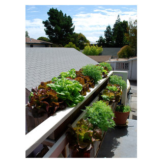 Lettuces and 'Lemon Gem' Marigolds Growing in a Window Box - Eclectic ...
