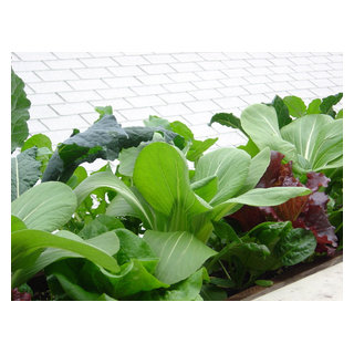 Window Box Salads - Eclectic - Deck - San Francisco - by Steve Masley ...