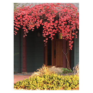 Vitis 'Roger's Red' - Contemporary - Entry - Other - by John J. Kehoe ...