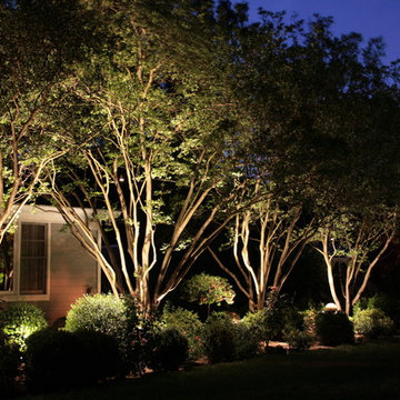 Multi Trunk Crepe Myrtles Ideas - Photos & Ideas | Houzz