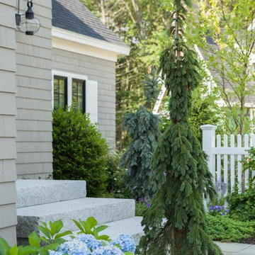 Dwarf Weeping Norway Spruce - Photos & Ideas | Houzz