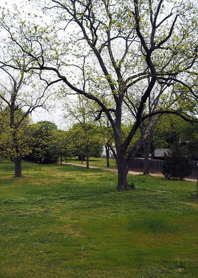 8 Essential Native Shade Trees for the U.S. Southeast