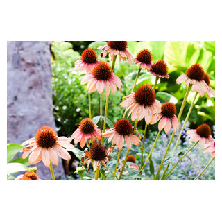 Black Rock Residence - Landscape - Melbourne - by Waddell Landscape ...