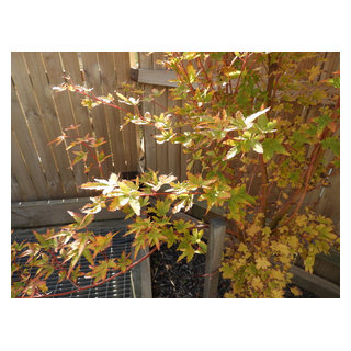 Creating their escape - Modern - Landscape - Sydney - by Tech Scapes ...