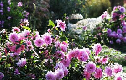 12 New Zealand Native Plants You Need to Know About | Houzz NZ