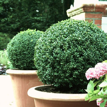 Potted Boxwoods - Photos & Ideas | Houzz