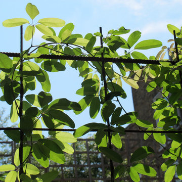 Rebar Trellis - Photos & Ideas | Houzz