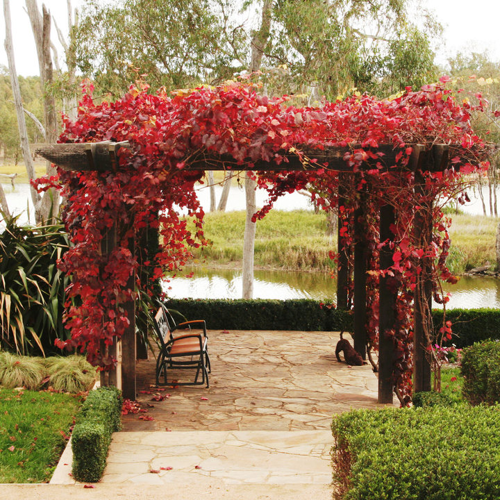 75 Beautiful Ornamental Grape Vine Home Design Ideas & Designs | Houzz AU