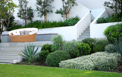 12 New Zealand Native Plants You Need to Know About | Houzz NZ