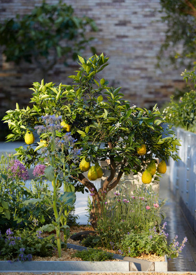 How to Keep Your Citrus Trees Well Fed and Healthy