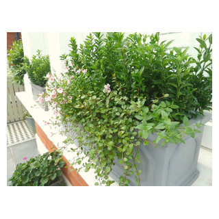 The window boxes planted with low maintenance evergreen plants ...