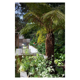 Tree fern in raised beds - Contemporary - Landscape - London - by ED ...