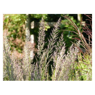 Achnatherum brachytrichum - Contemporary - Landscape - Rennes - by ...